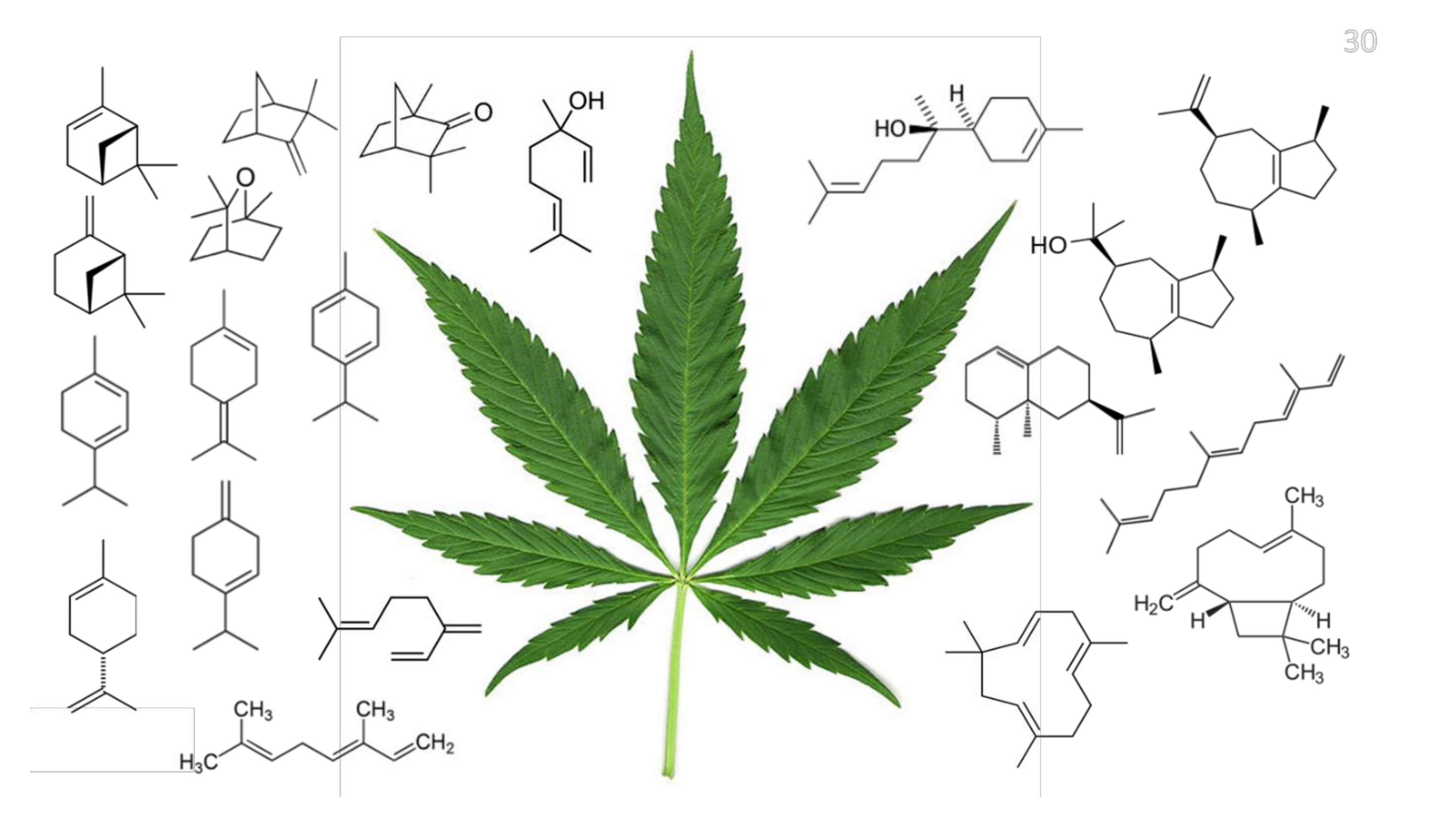 Cannabis Terpenes Explained: What They Are, What They Do, and Why They